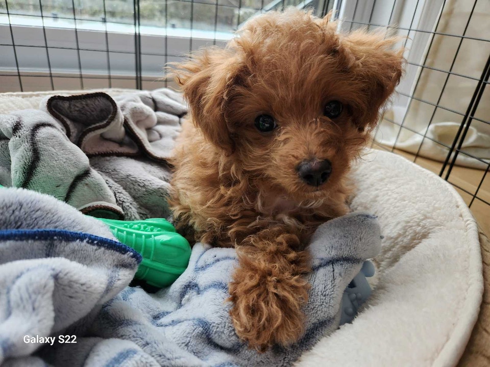 Toy Poodle puppy | Dogs & Puppies for Rehoming | City of Toronto | Free ...
