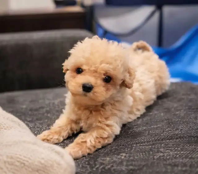 F1B Mini Cockapoo | Dogs & Puppies for Rehoming | Laval / North Shore ...