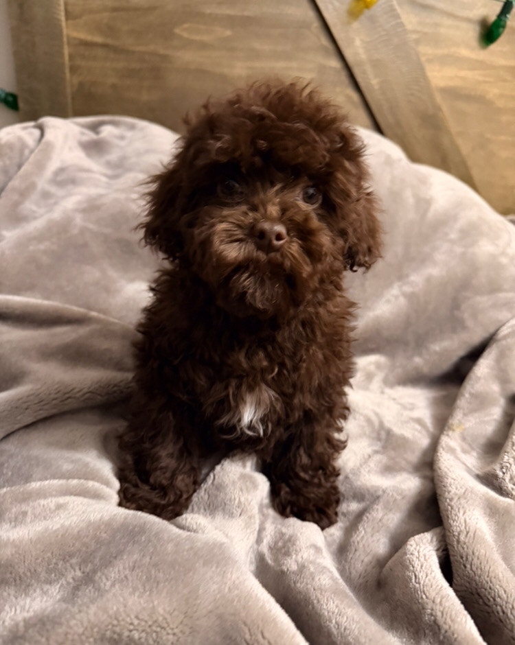 Chocolate Toy poodle | Dogs & Puppies for Rehoming | Oakville / Halton ...