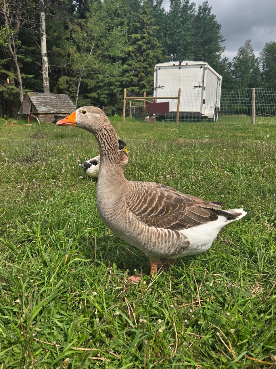 Pilgrim/Embden Goose Hatching Eggs | Livestock | Edmonton | Free local ...