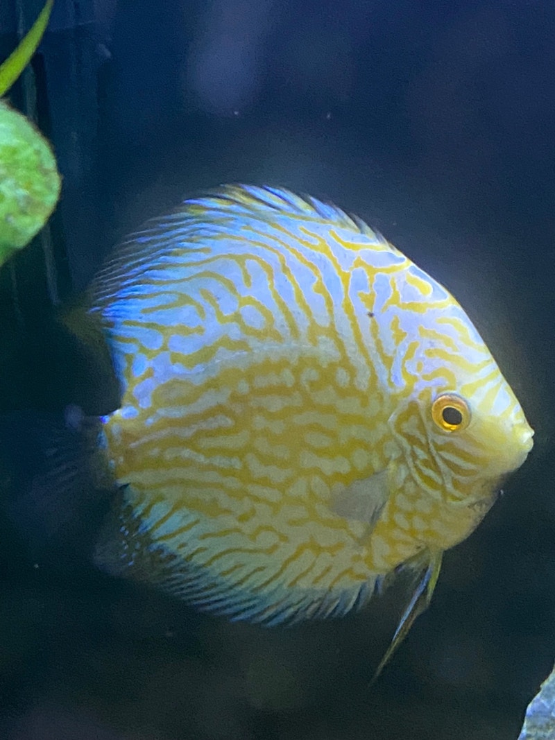 Poisson discus | Poissons à adopter | Longueuil/Rive Sud | Kijiji