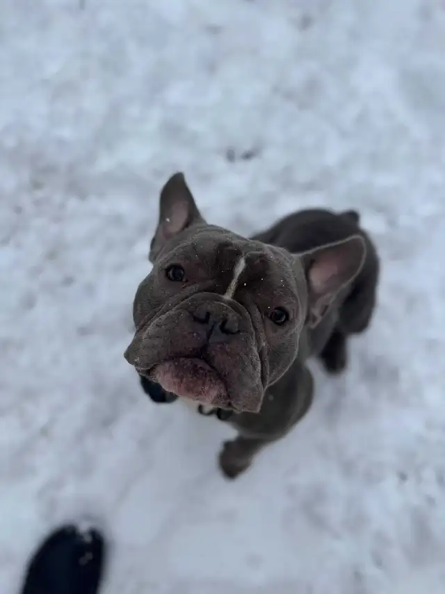 Pocket Bully 1 Year Old | Dogs & Puppies for Rehoming | City of Toronto | Free local classifieds ...