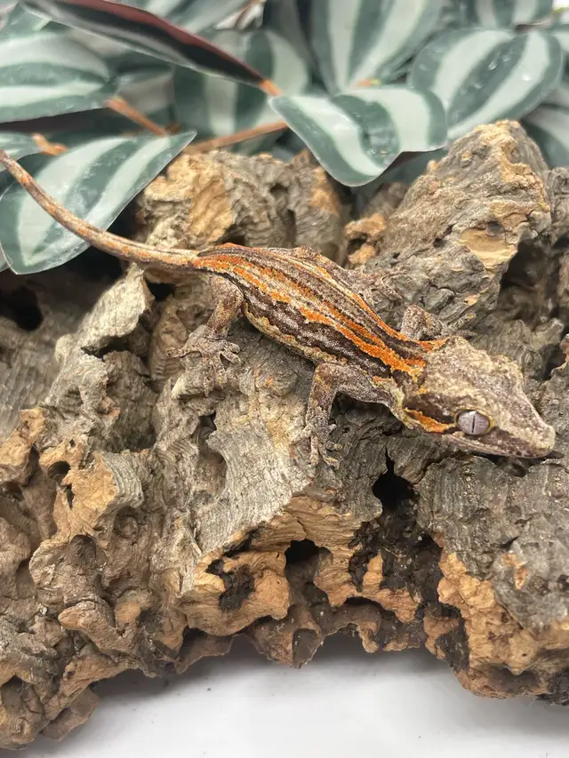 baby gargoyle gecko | Reptiles & Amphibians for Rehoming | Calgary ...