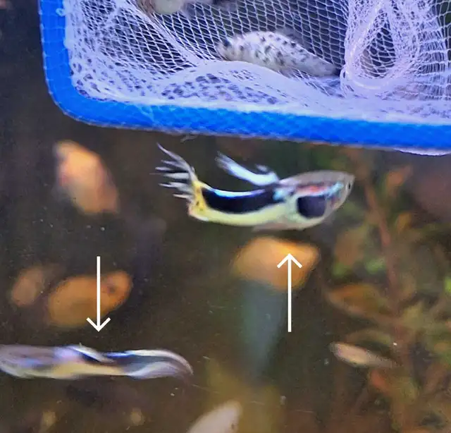 $10 for 4 guppies (2 males + 2 females) | Fish for Rehoming ...