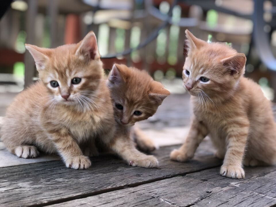 *RARE* Orange Siamese Hybrid Kittens! 8 Weeks Old! Ready to Go! | Cats ...