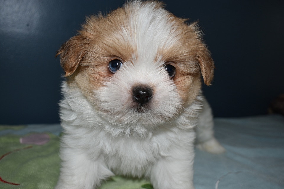 Chiots Shih tzu X | Dogs & Puppies for Rehoming | Québec City | Free ...