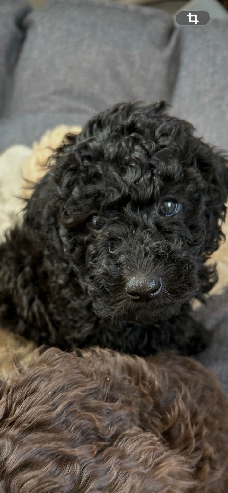 labradoodle | Dogs & Puppies for Rehoming | Drummondville | Free local ...
