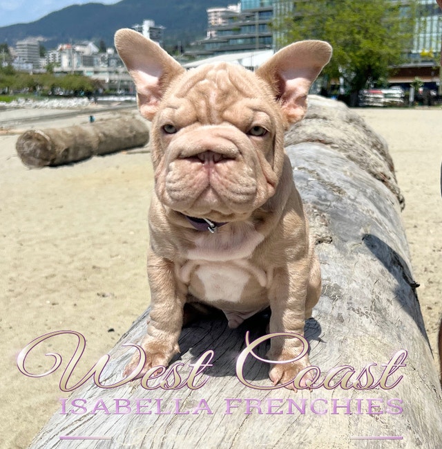 ISABELLAS BIG ROPE ! THE BEST FRENCH BULLDOGS ARE HERE | Dogs & Puppies ...