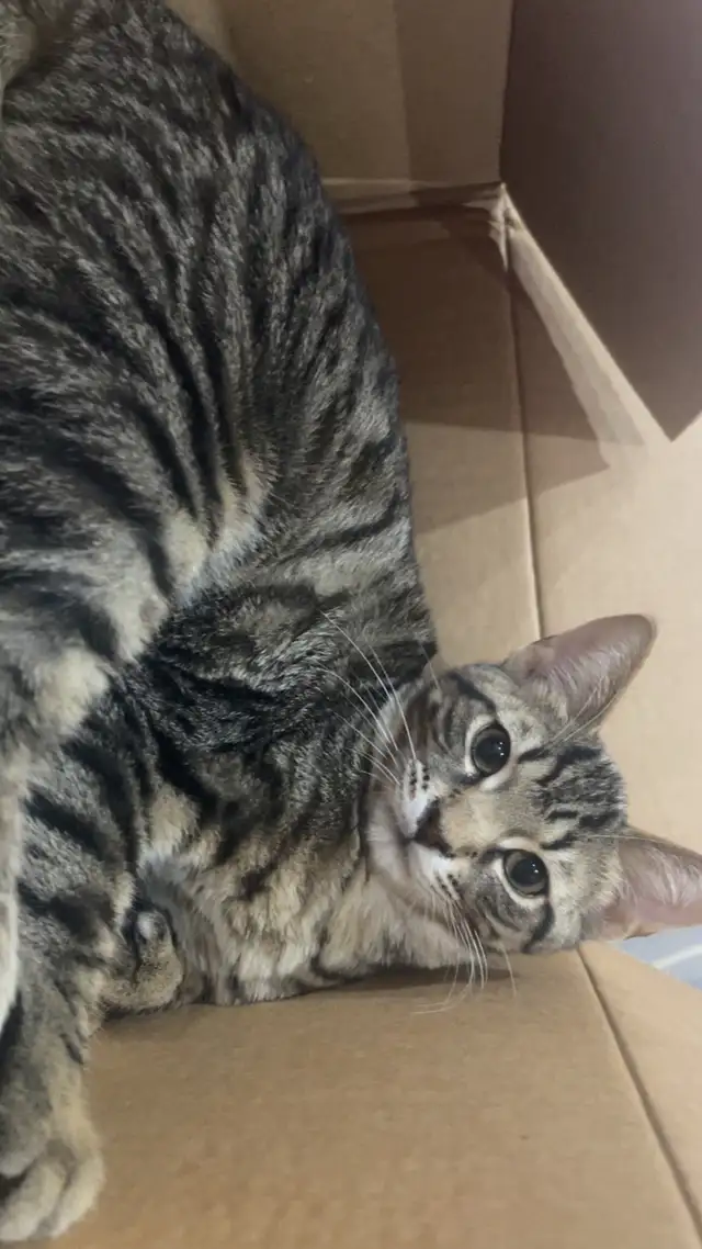 Maincoon/tabby kittens | Cats & Kittens for Rehoming | Mississauga ...