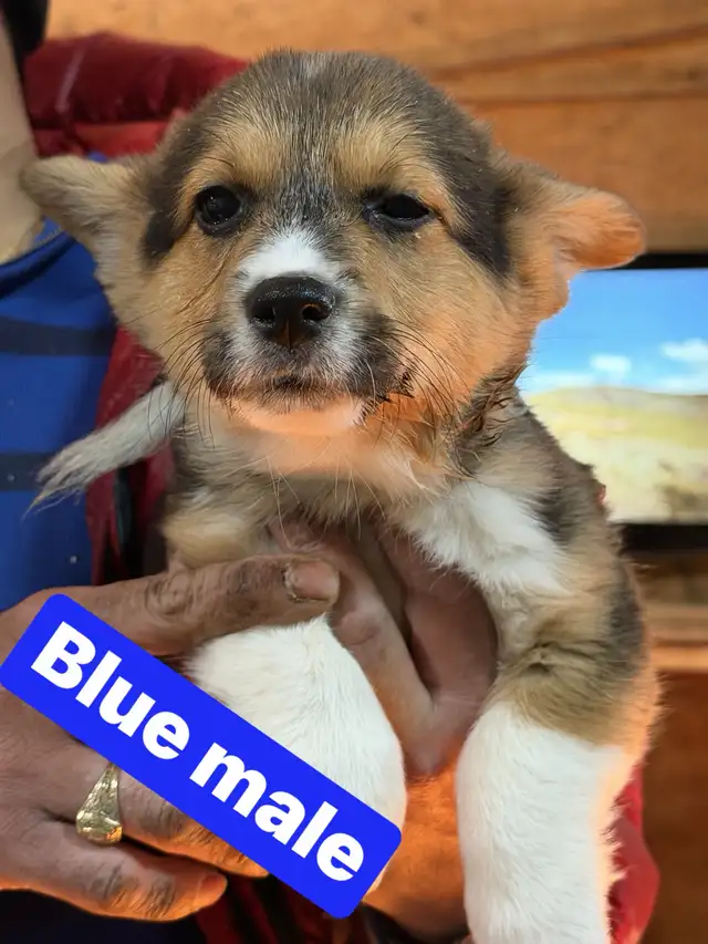 Pembroke Welsh Corgi | Dogs & Puppies for Rehoming | City of Toronto ...