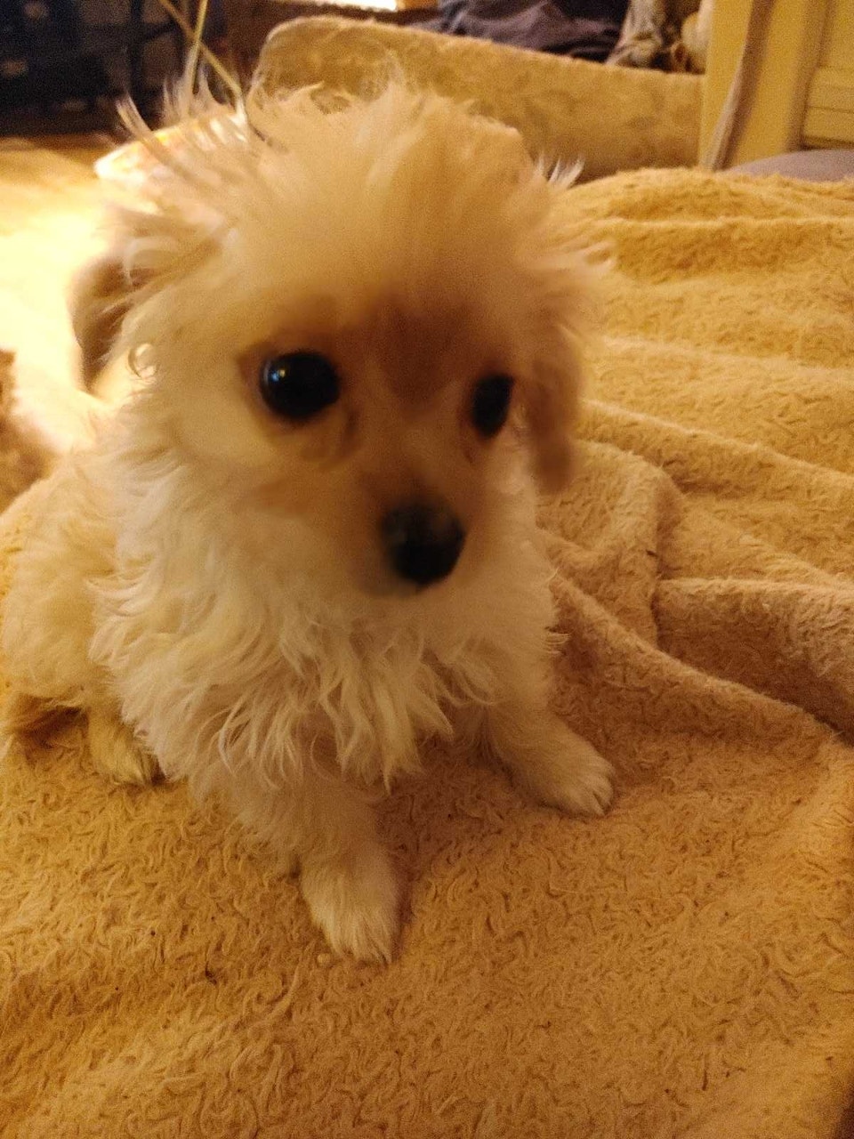 1female Maltichon puppy's 650 | Dogs & Puppies for Rehoming | Ottawa ...