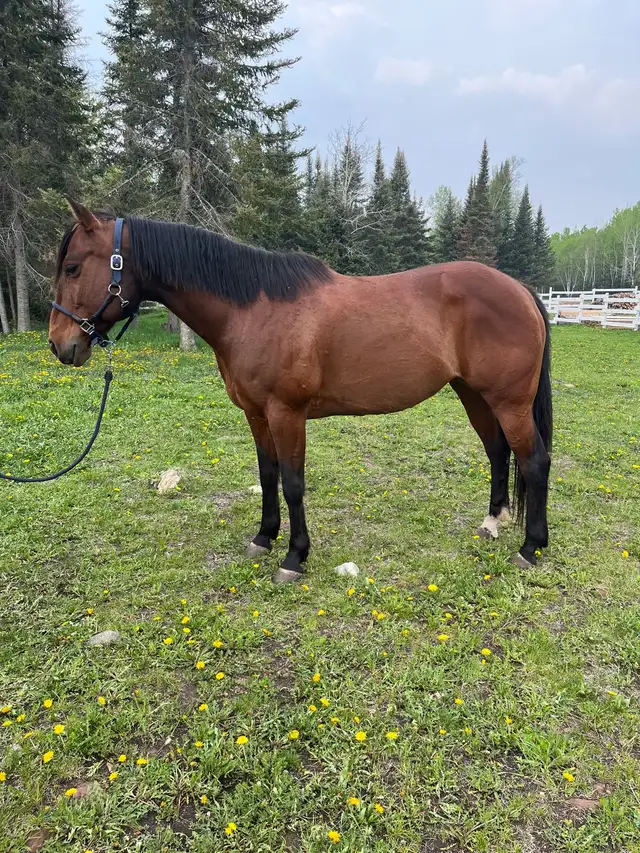 Quarter horse mare | Horses & Ponies for Rehoming | Thunder Bay | Free ...