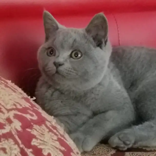 Sterilized Scottish Straight Blue kitten male CCA/AFC registered | Cats ...