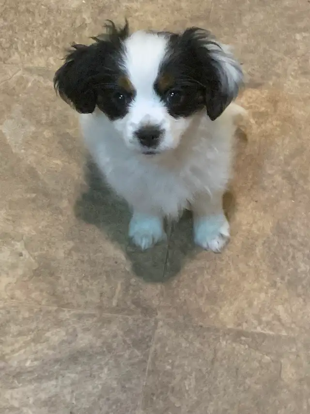 Biewer terrier/ Pomeranian/ cocker spaniel puppies | Dogs & Puppies for ...