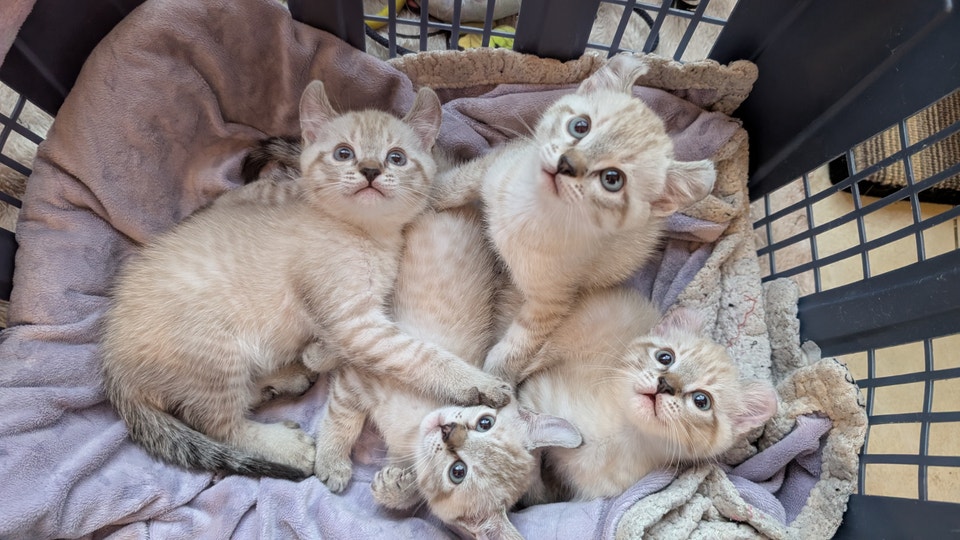 Chaton highland lynx | Cats & Kittens for Rehoming | Sherbrooke | Free ...