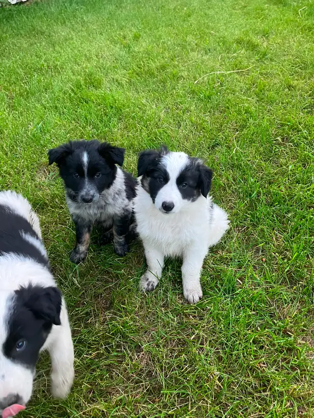 Border collie/ blue heeler | Dogs & Puppies for Rehoming | Edmonton ...