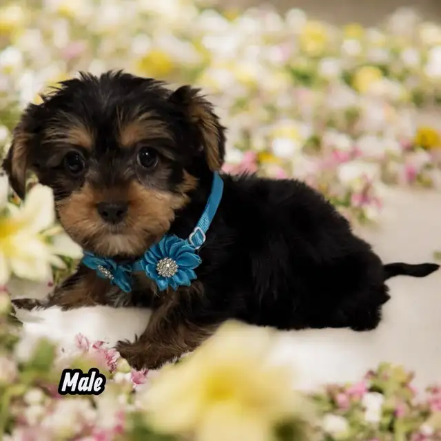 Beautiful Yorkie Puppies Ready for Pickup ️ | Dogs & Puppies for ...