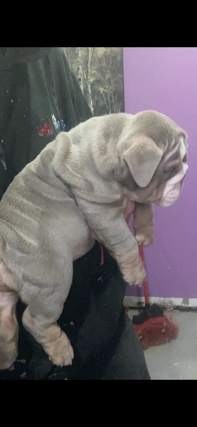 english bulldog pups rare color wrinkly cuddle bugs | Dogs & Puppies ...