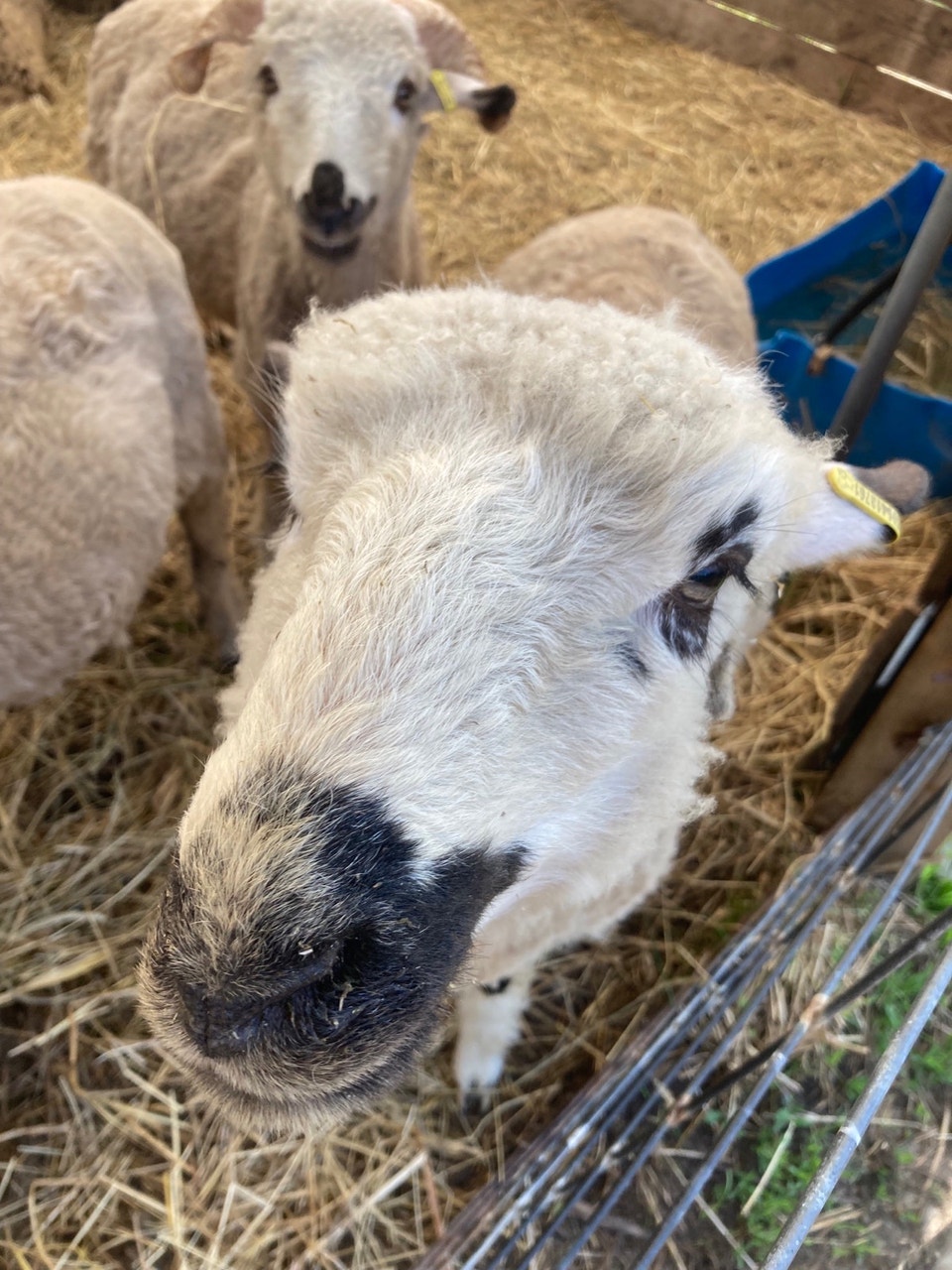 Friendly Valais Blacknose Cross Wether Sheep - Pets / Livestock ...