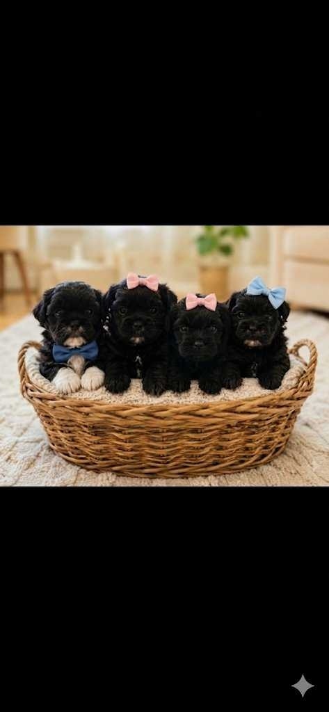 Shih Tzu puppies | Dogs & Puppies for Rehoming | Windsor Region | Free ...