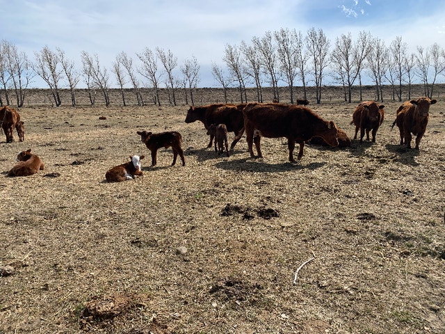40 red angus simmental cross pairs for sale | Livestock | Lethbridge ...