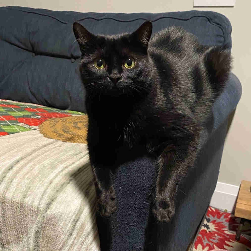 4 year old fixed female | Cats & Kittens for Rehoming | Barrie | Free ...