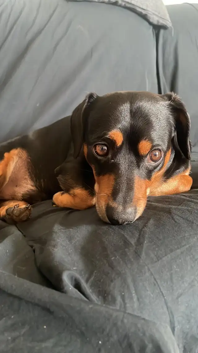dachshund mix for rehoming | Dogs & Puppies for Rehoming | London ...