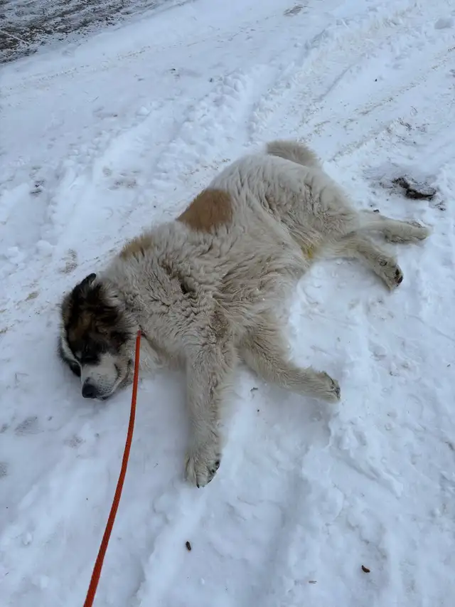 Great Pyrenees/St. Bernard FREE for Rehoming | Dogs & Puppies for ...