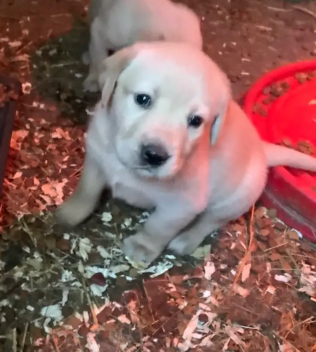 Puppies For Sale | Dogs & Puppies for Rehoming | Annapolis Valley ...