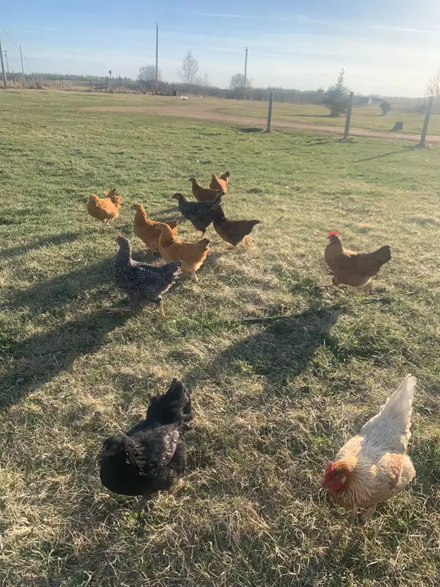 Hatching Eggs Rainbow One Dozen Chicken Barn Yard Mix (BYM) | Livestock ...