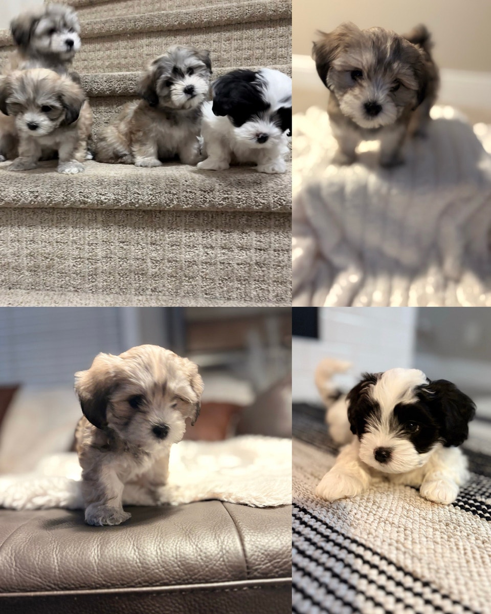 Beautiful Havanese Puppies | Vet-Checked & Ready Jan 26 | Dogs ...