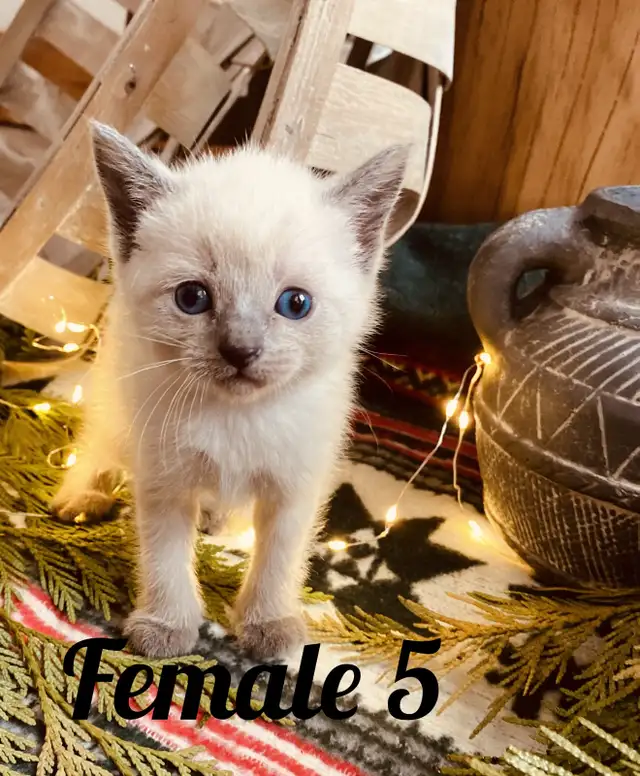 Siamese kittens | Cats & Kittens for Rehoming | Red Deer | Free local ...