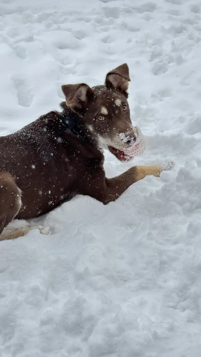 Aussie & Husky Mix 9-Month Old Puppy | Dogs & Puppies for Rehoming ...