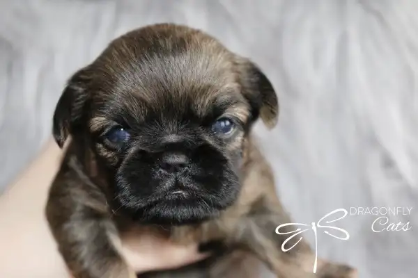 Griffon Bruxellois/ Brussel Griffon | Dogs & Puppies for Rehoming ...