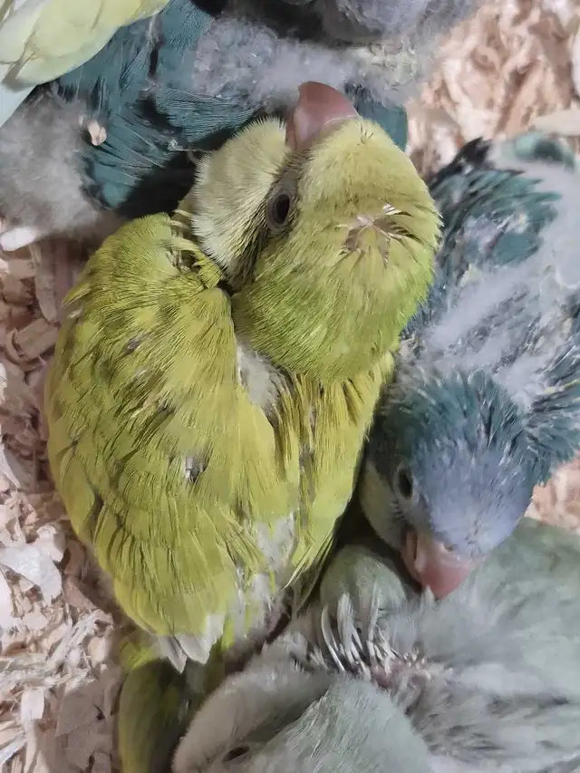 Exquisitely Beautiful Mutations Of Baby Quakers | Birds for Rehoming ...