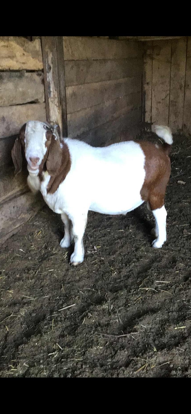 Boer Billy Goat | Livestock | Chatham-Kent | Free local classifieds ...