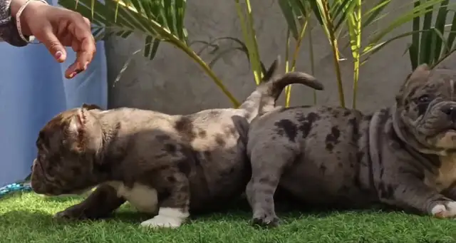 Adorable American Pocket-Size Bulldog Puppy For rehome | Dogs & Puppies for Rehoming ...