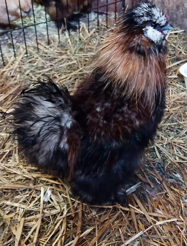 Amorous Silkie Rooster. | Livestock | Charlottetown | Free local ...