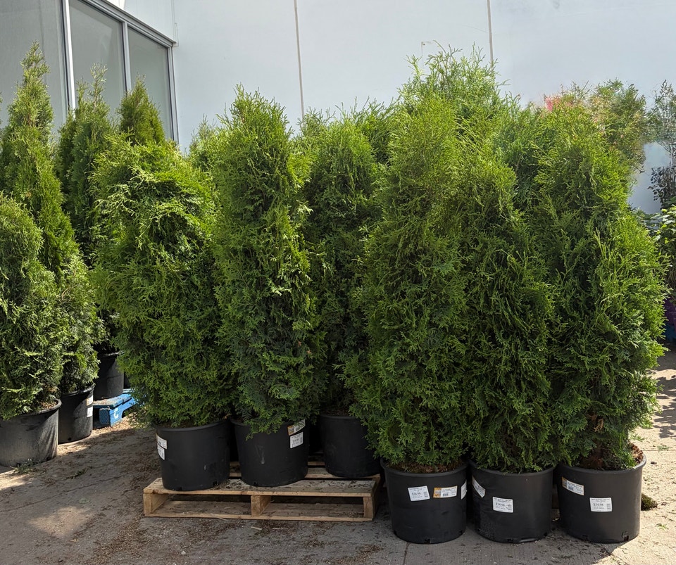 spruce, cedars, poplar, pine trees | Plants, Fertilizer & Soil ...