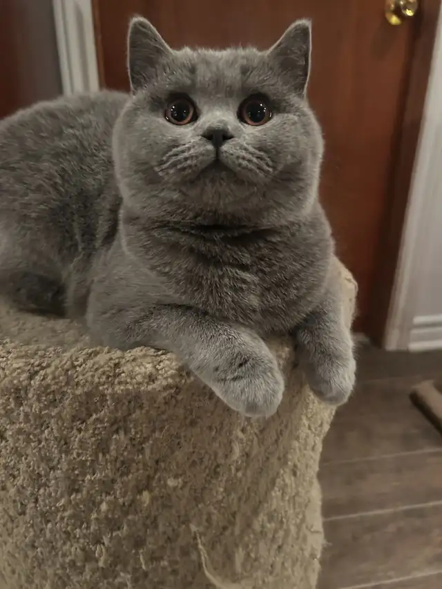 Scotish Straight Blue shorthair kitten registered with CCA/AFC | Cats ...