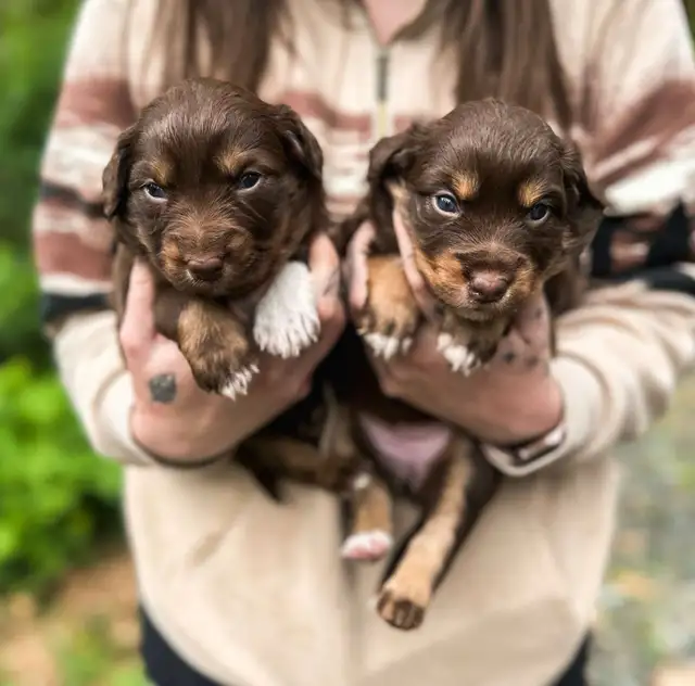 Lab X Aussie puppies | Dogs & Puppies for Rehoming | Port Alberni ...