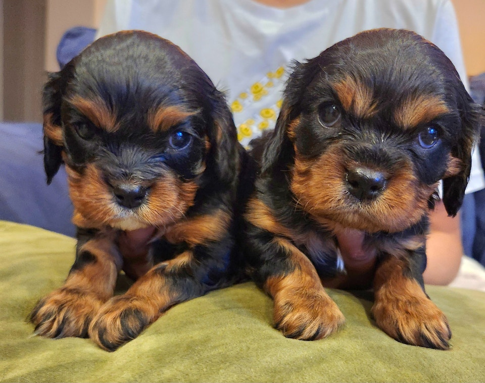 Chiots cavalier king charles femelle | Dogs & Puppies for Rehoming ...