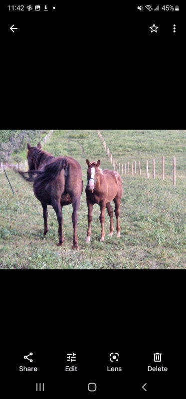 Big flashy sorrel colt (High Sign Nugget x Doc OLena) | Horses & Ponies ...