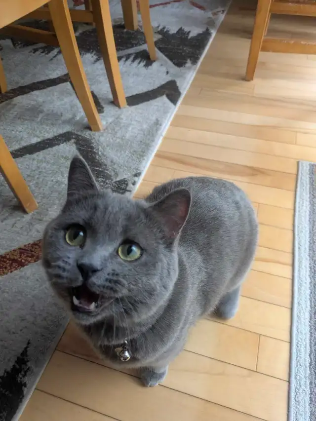 British short Hair | Cats & Kittens for Rehoming | Guelph | Free local ...