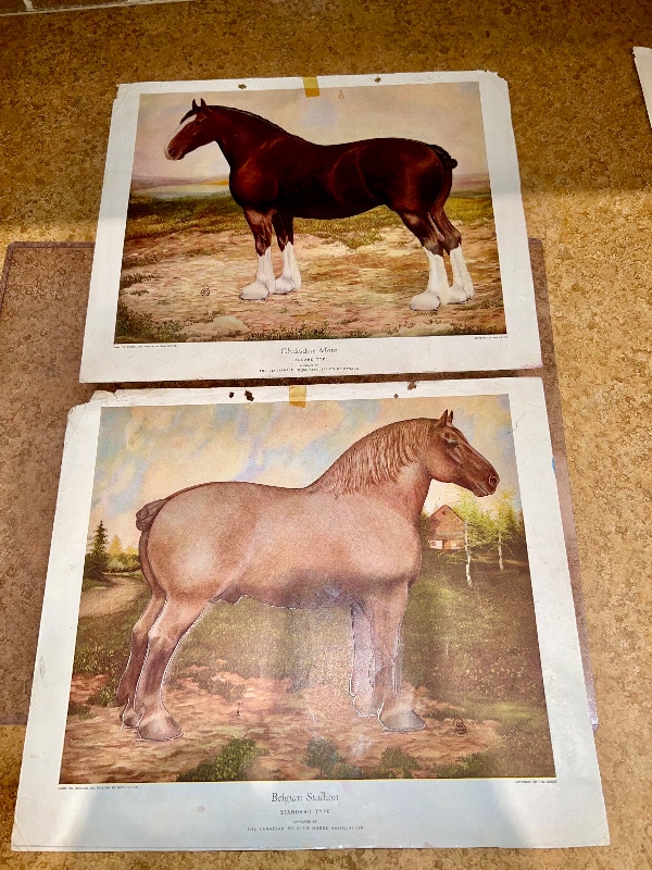 ROSS BUTLER HORSE PRINTS - BELGIAN STALLION / CLYDESDALE MARE | Arts ...