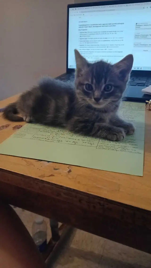 Kittens for Sale ️ONLY 2 LEFT ️ | Cats & Kittens for Rehoming | City of ...
