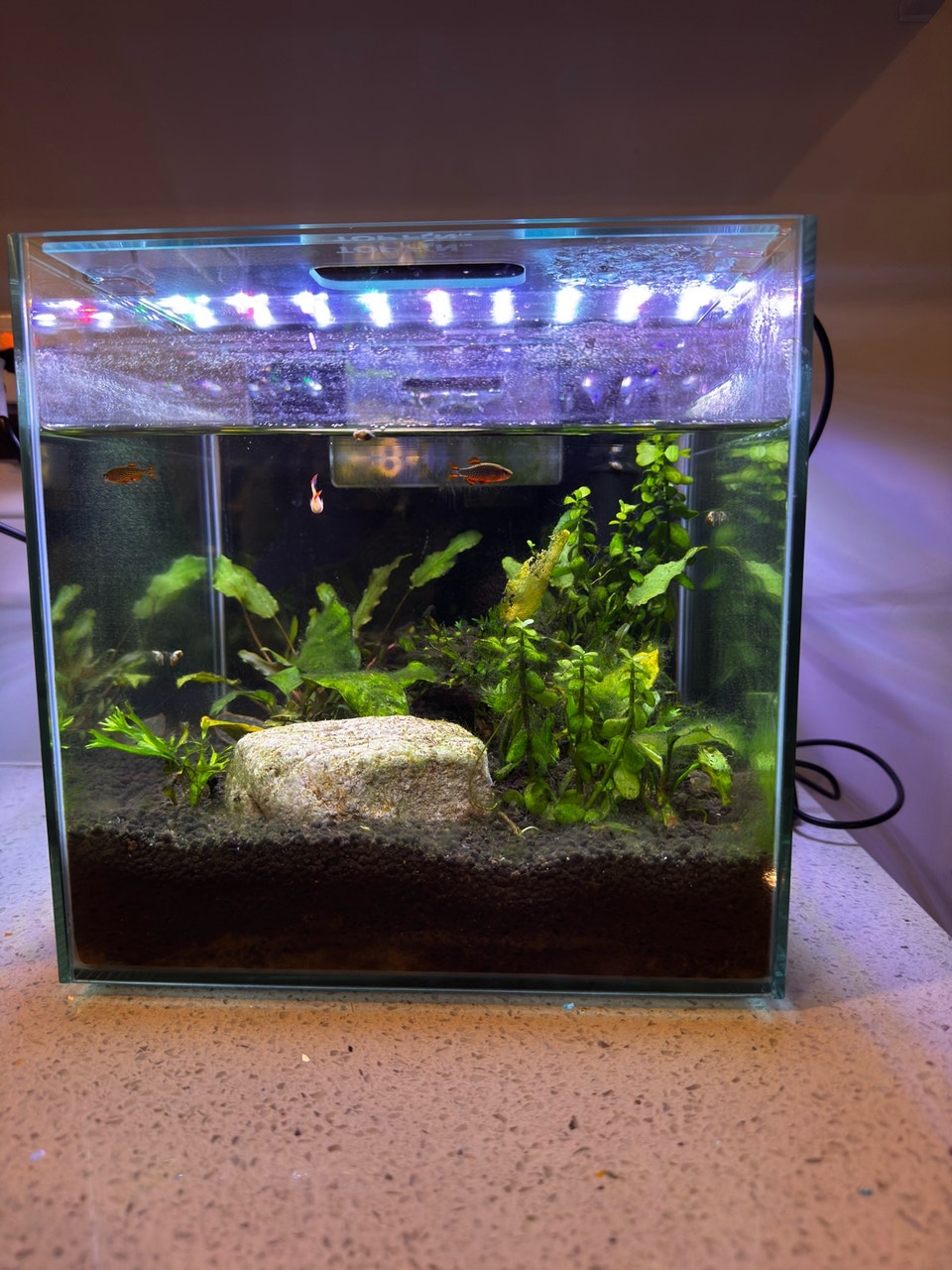 ACTIVE fish tank with live pants and fish | Fish for Rehoming | Markham ...