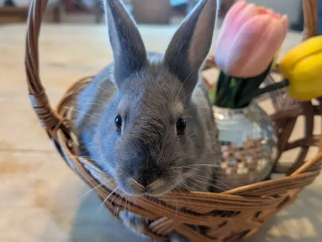 Pixie Rex (4 females) Rabbits | Small Animals for Rehoming | West ...
