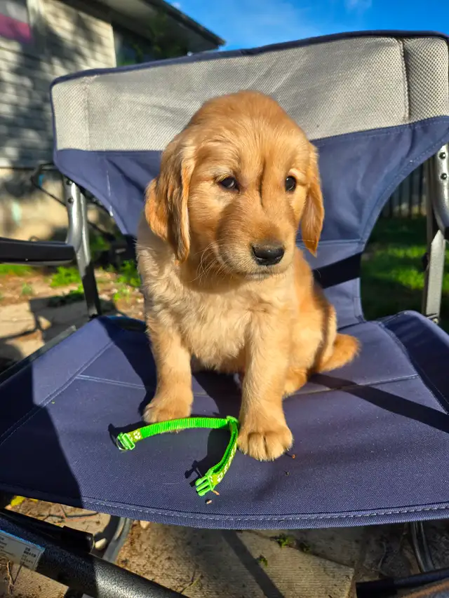 Golden Retriever Puppies | Dogs & Puppies for Rehoming | Belleville ...