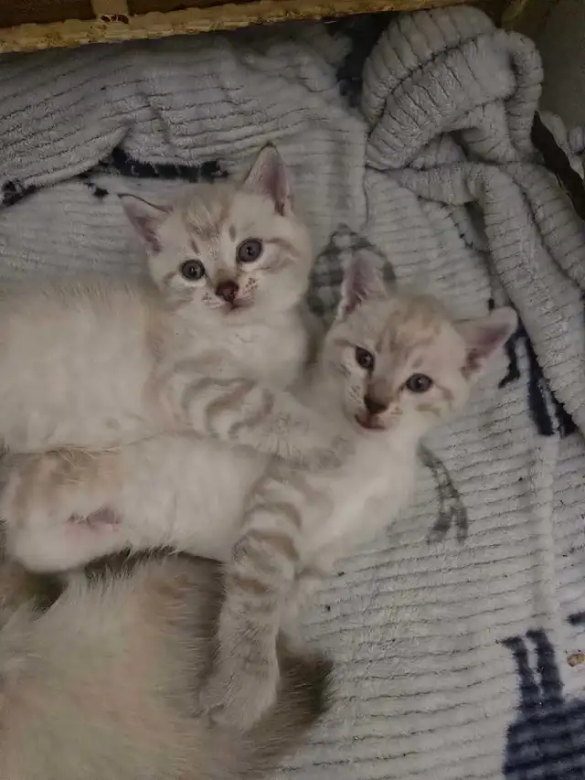 - Chatons Highlands lynx snow | Cats & Kittens for Rehoming | City of ...